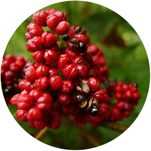 Yoğun Onarıcı Bakım Serumu – Epique